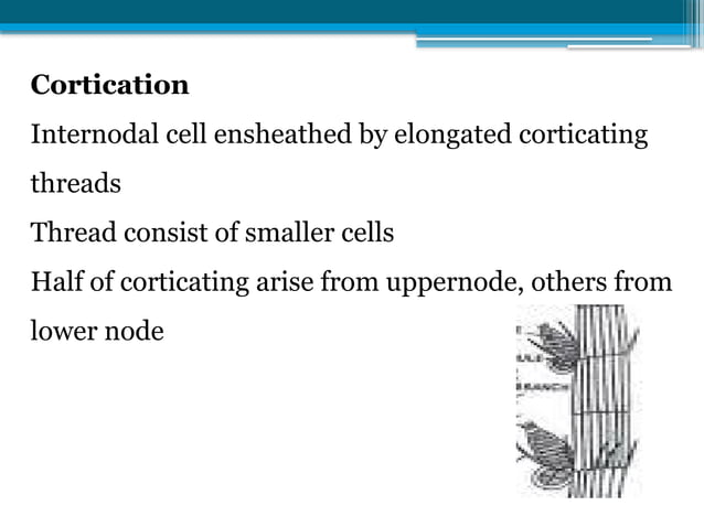 vegetative and reproductive structures of Chara | PPTX | Gardening ...