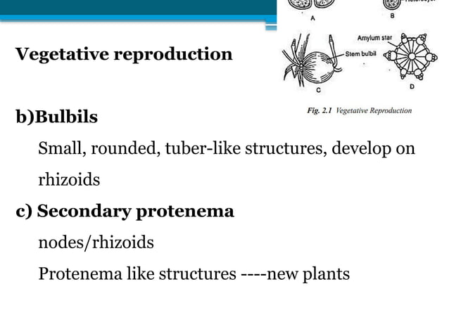 vegetative and reproductive structures of Chara | PPTX | Gardening ...