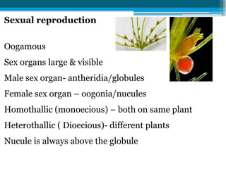 vegetative and reproductive structures of Chara | PPT