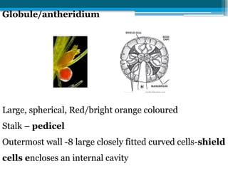vegetative and reproductive structures of Chara | PPTX | Gardening ...