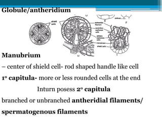 vegetative and reproductive structures of Chara | PPTX | Gardening ...