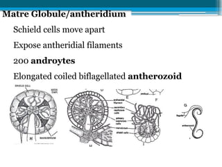 vegetative and reproductive structures of Chara | PPTX