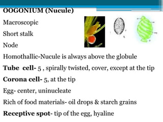 vegetative and reproductive structures of Chara | PPTX