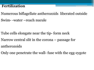 vegetative and reproductive structures of Chara | PPTX
