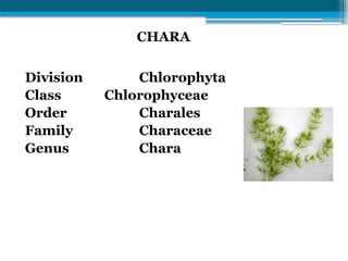 vegetative and reproductive structures of Chara | PPTX | Gardening ...
