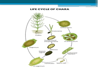 vegetative and reproductive structures of Chara | PPTX | Gardening ...