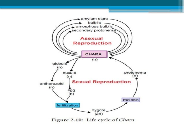vegetative and reproductive structures of Chara | PPTX | Gardening ...