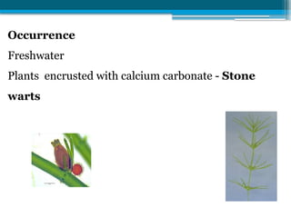 vegetative and reproductive structures of Chara | PPTX