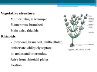 vegetative and reproductive structures of Chara | PPTX