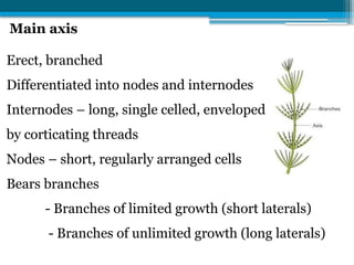 vegetative and reproductive structures of Chara | PPTX