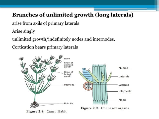 vegetative and reproductive structures of Chara | PPTX | Gardening ...