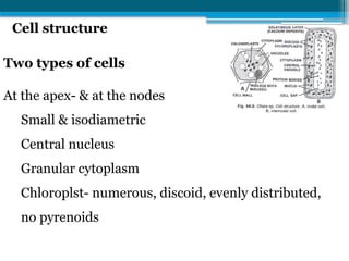 vegetative and reproductive structures of Chara | PPTX | Gardening ...
