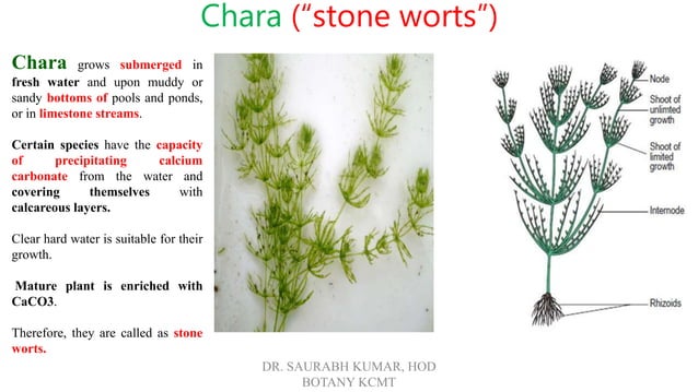 Chara algae Morphology Cell Structure Reproduction | PPTX | Gardening ...