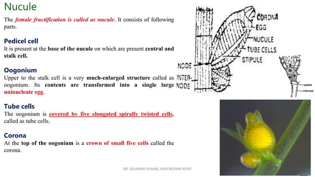 Chara algae Morphology Cell Structure Reproduction | PPTX | Gardening ...