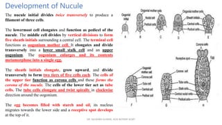 Chara algae Morphology Cell Structure Reproduction | PPTX