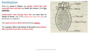 Chara algae Morphology Cell Structure Reproduction | PPTX