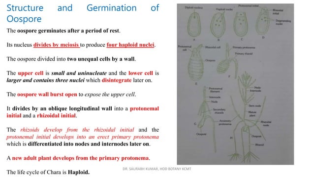 Chara algae Morphology Cell Structure Reproduction | PPTX | Gardening ...