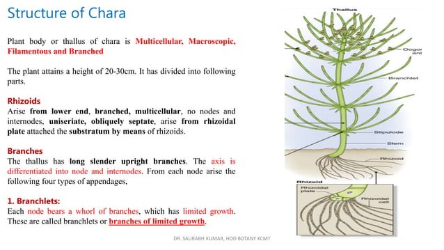 Chara algae Morphology Cell Structure Reproduction | PPT
