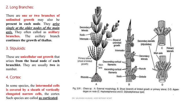 Chara algae Morphology Cell Structure Reproduction | PPTX | Gardening ...