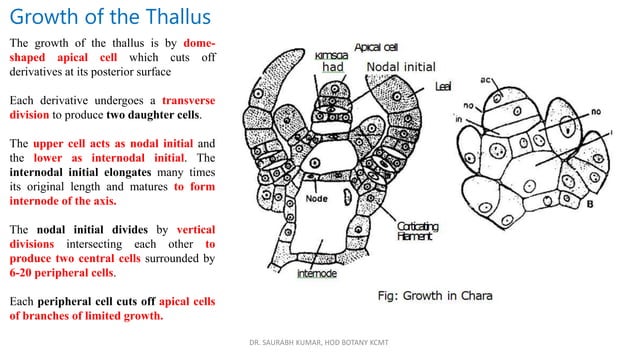 Chara algae Morphology Cell Structure Reproduction | PPTX | Gardening ...