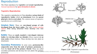 Chara algae Morphology Cell Structure Reproduction | PPTX