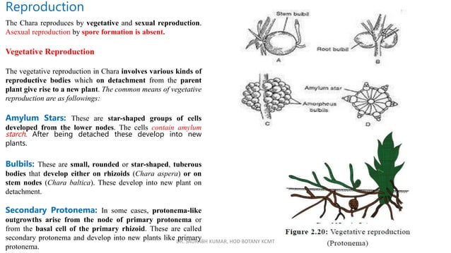Chara algae Morphology Cell Structure Reproduction | PPTX | Gardening ...