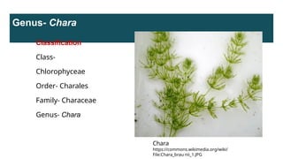 Chara An Introduction, structure and reproduction.pptx