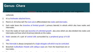 Chara An Introduction, structure and reproduction.pptx