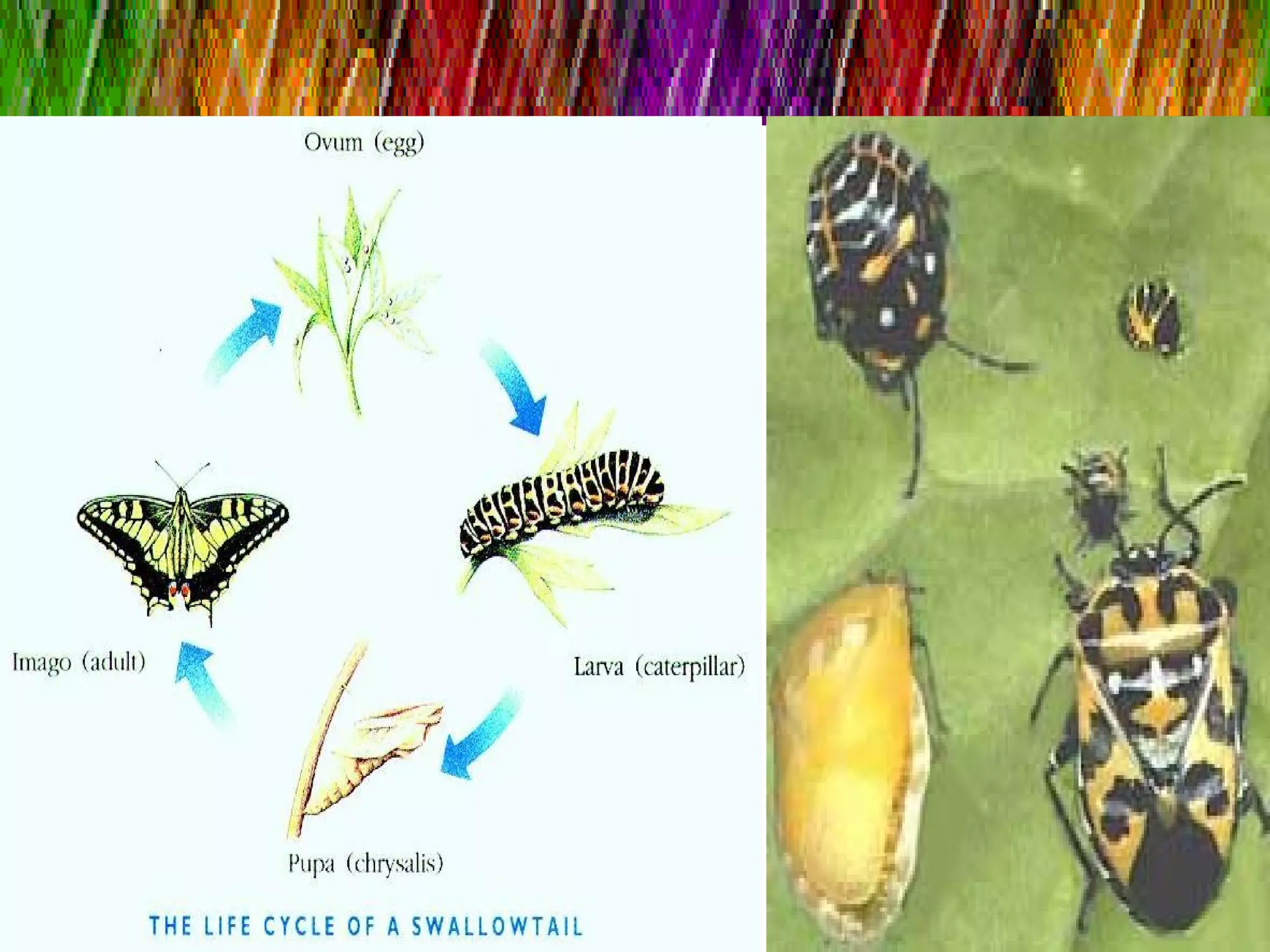 Characteristics of living things | PPT
