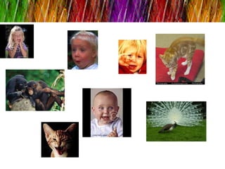 Characteristics of living things | PPT