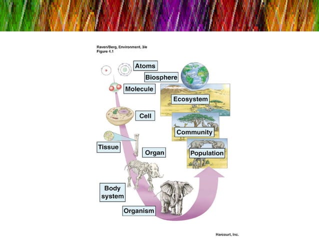 Characteristics of living things | PPT | Biological Sciences | Science