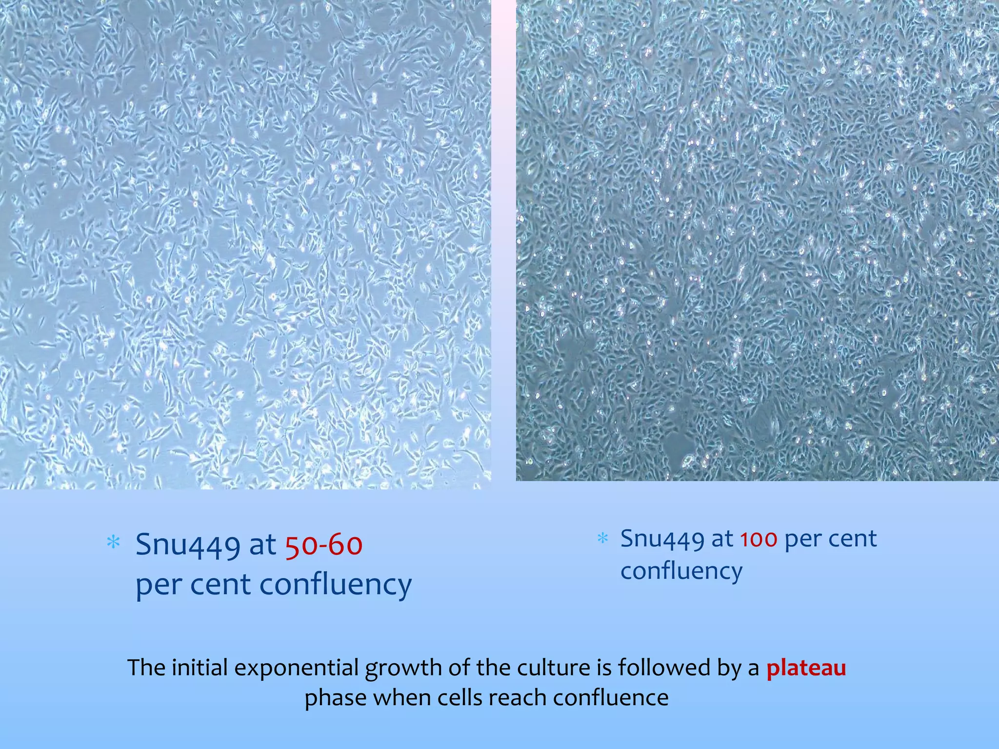 Characterisation of cell lines | PPT