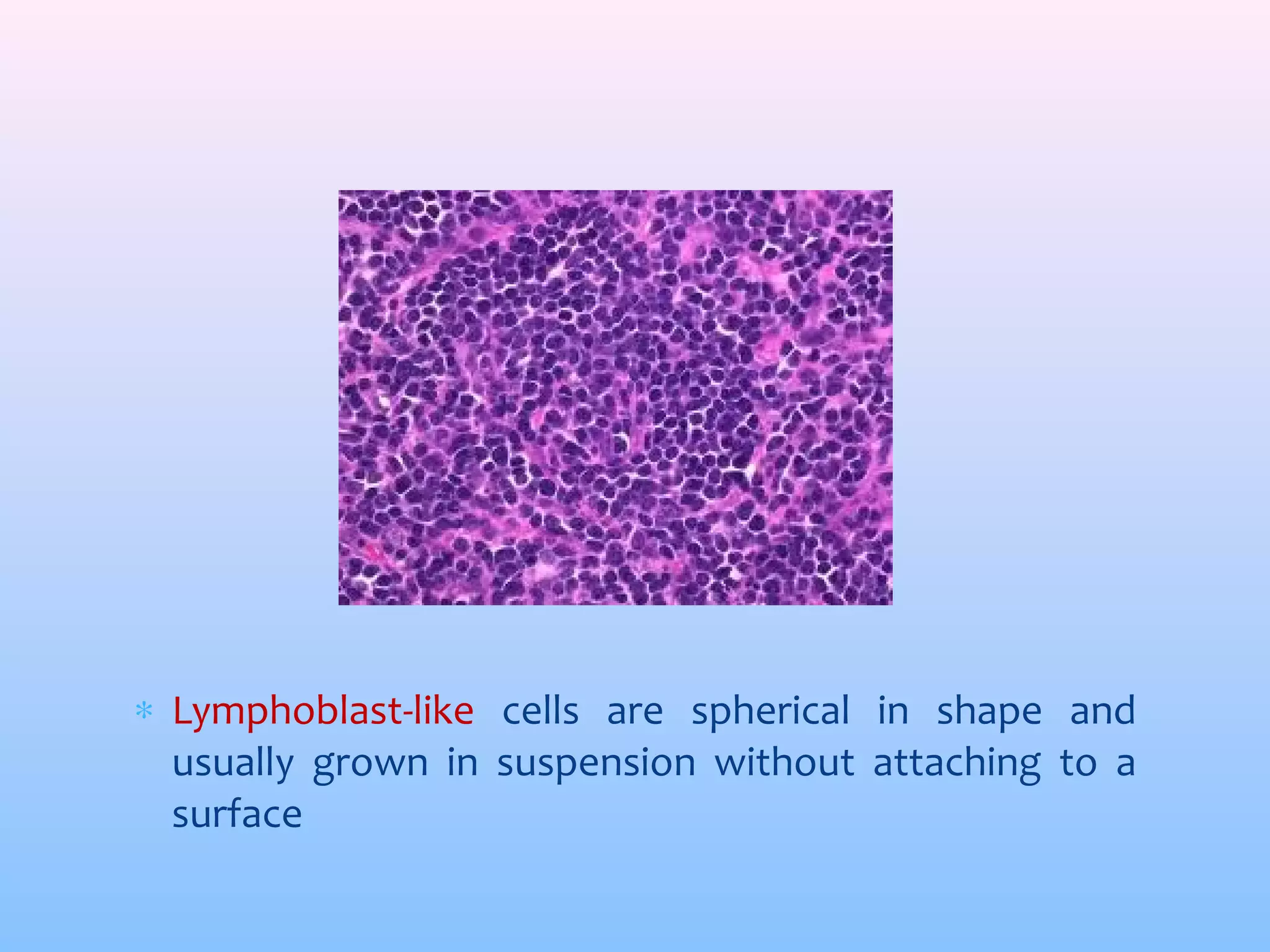 Characterisation of cell lines | PPT