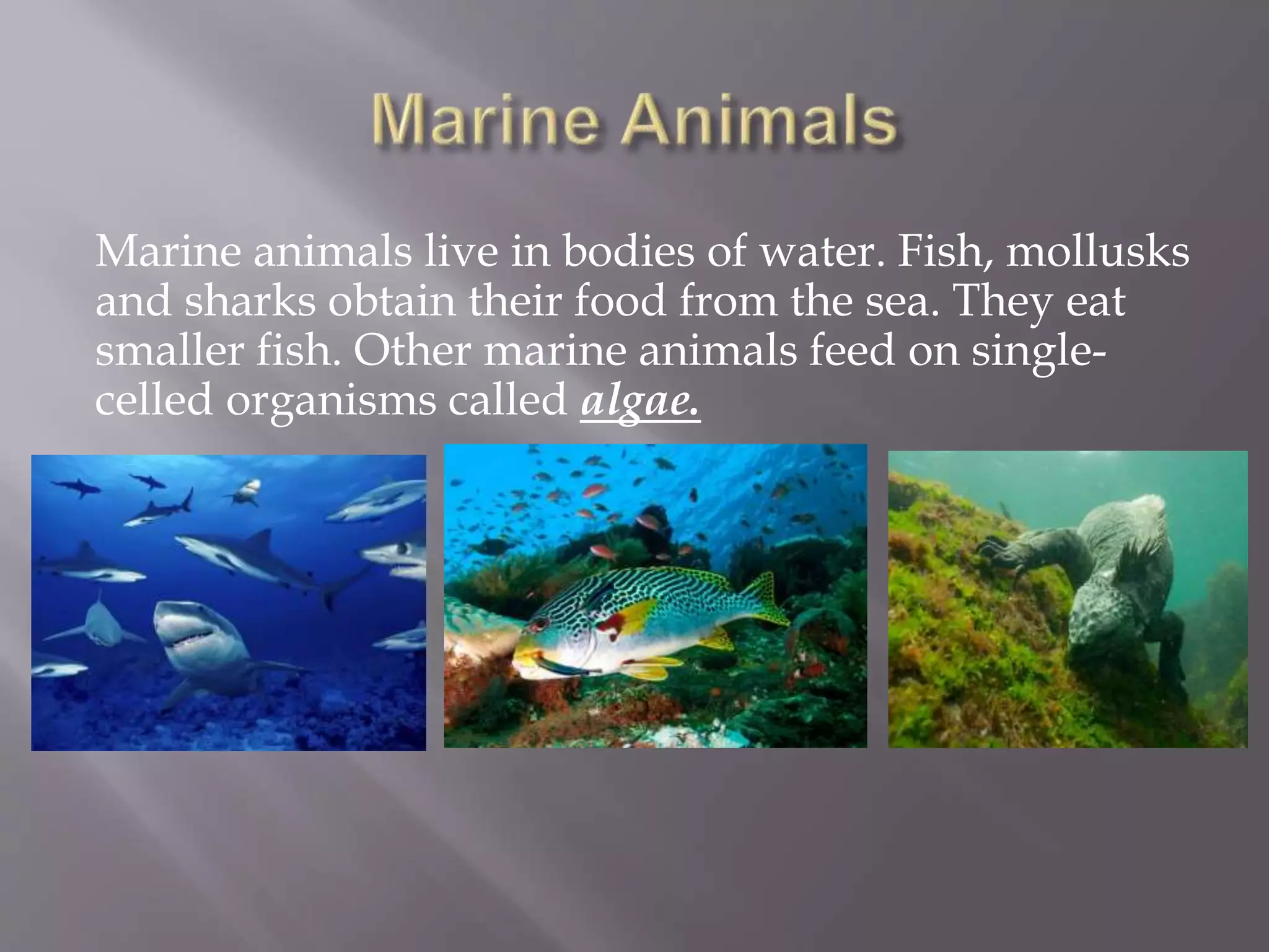 Characteristic of animals | PPTX