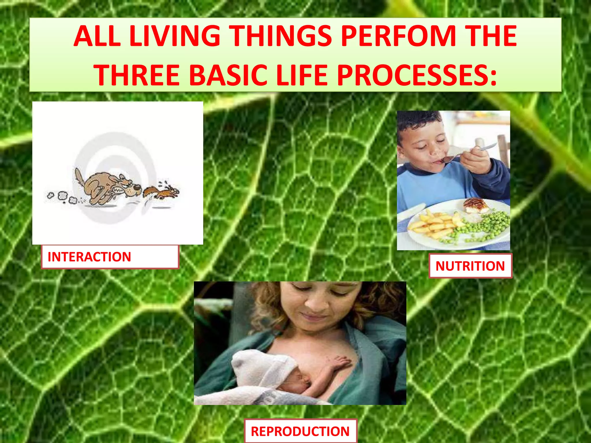 Characteristics of living things | PPTX
