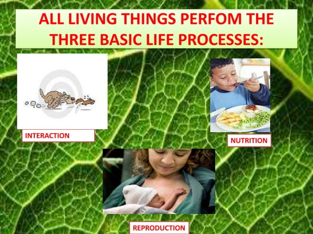 Characteristics of living things | PPTX