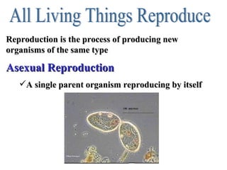 Characteristics Of Life | PPT