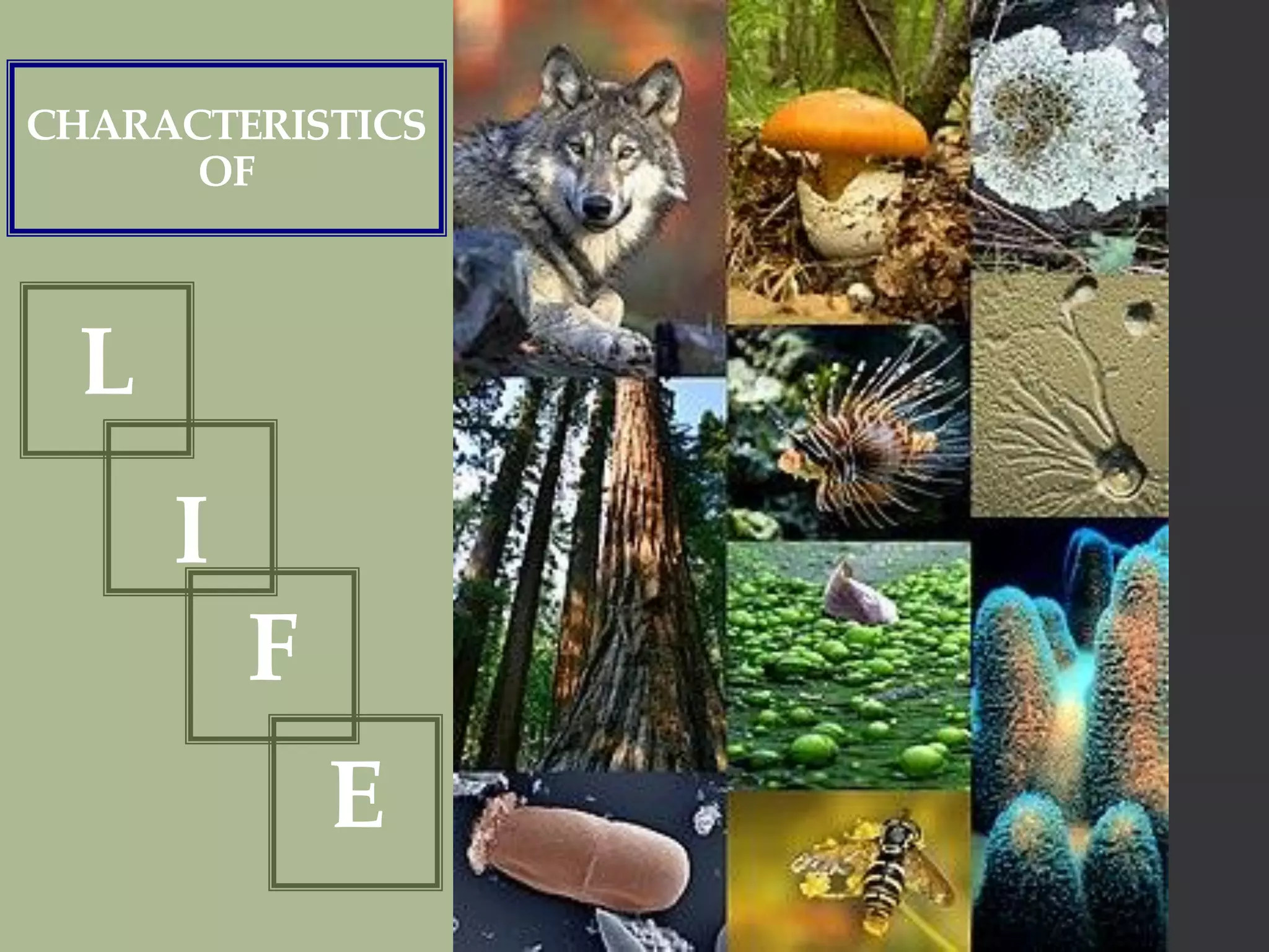 characteristics of life | PDF