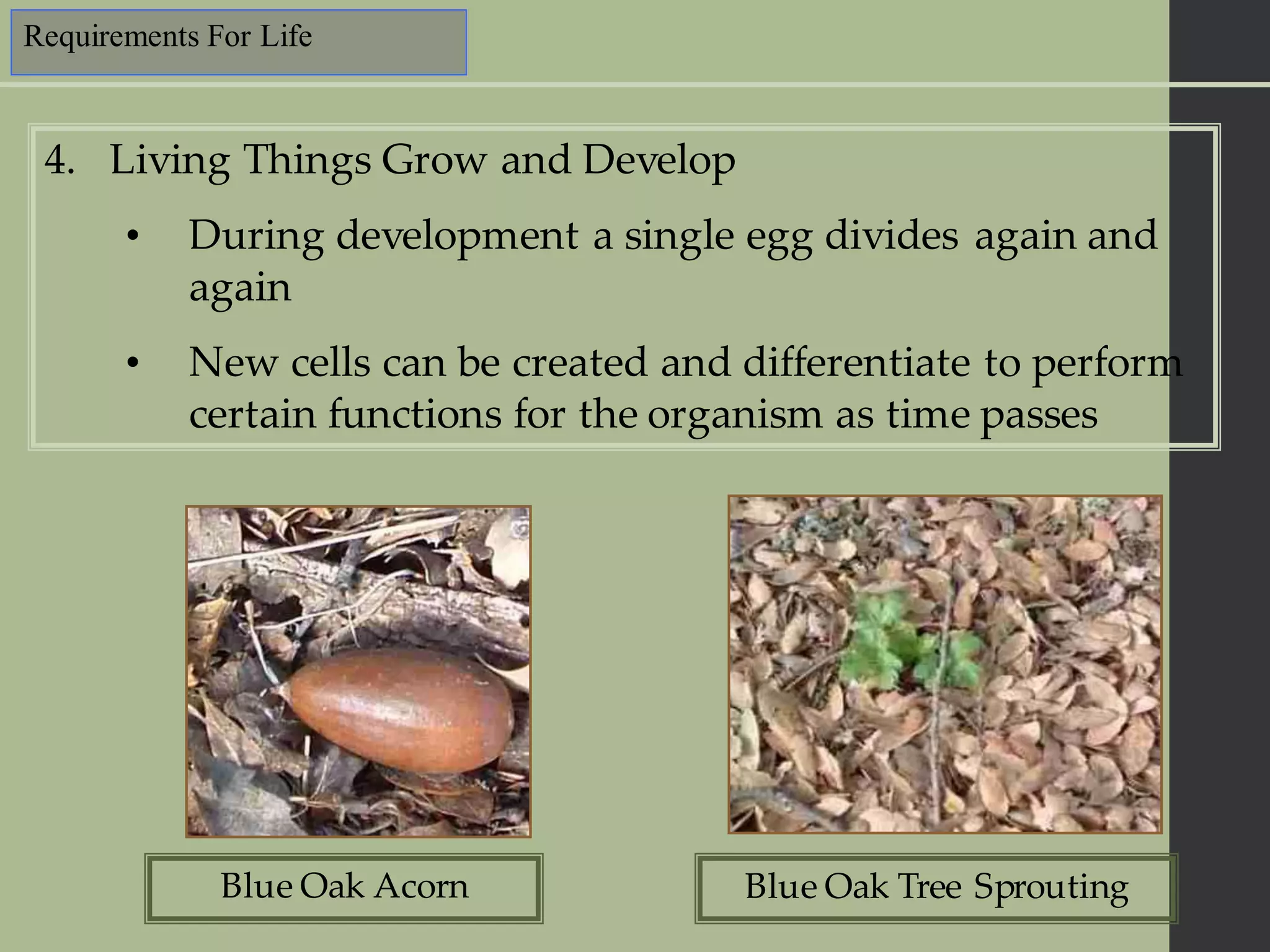 characteristics of life | PDF