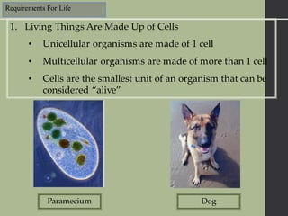 characteristics of life | PDF