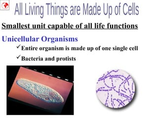Characteristics-of-Life. INTRODUCTION TO LIFE SCIENCE | PPTX