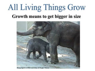 Characteristics Of Life | PPT