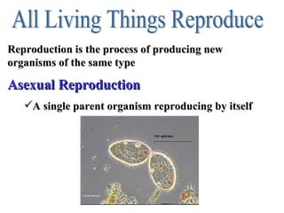 Characteristics Of Life | PPT