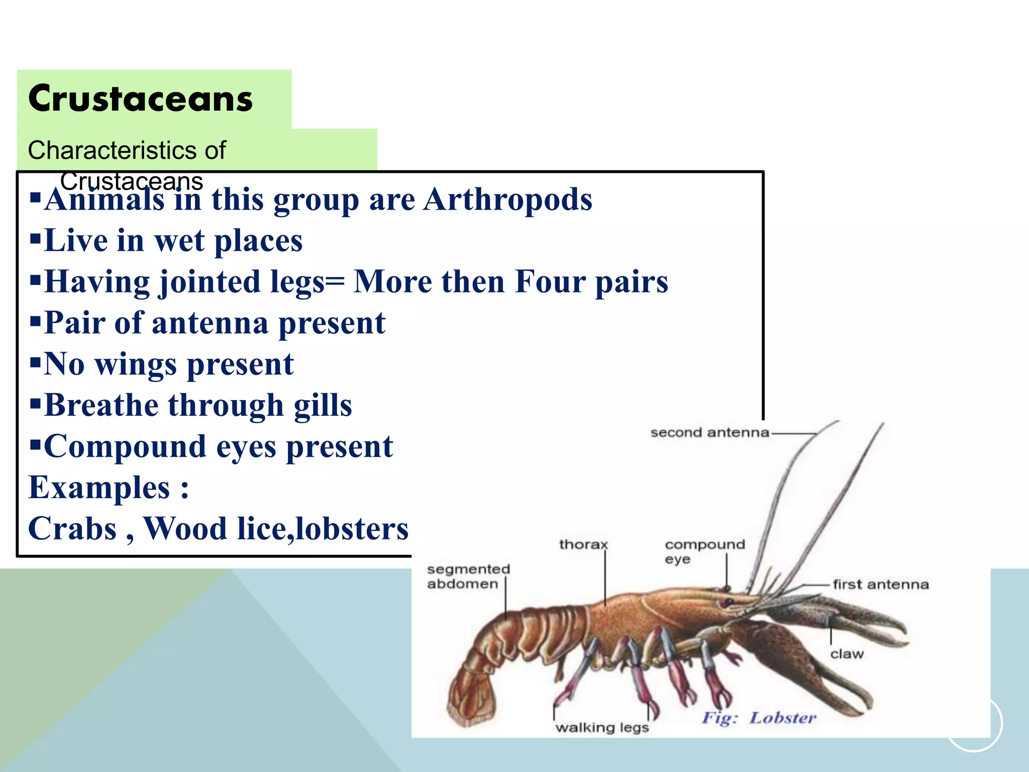 Characteristics and classification of living organisms igcse o level ...