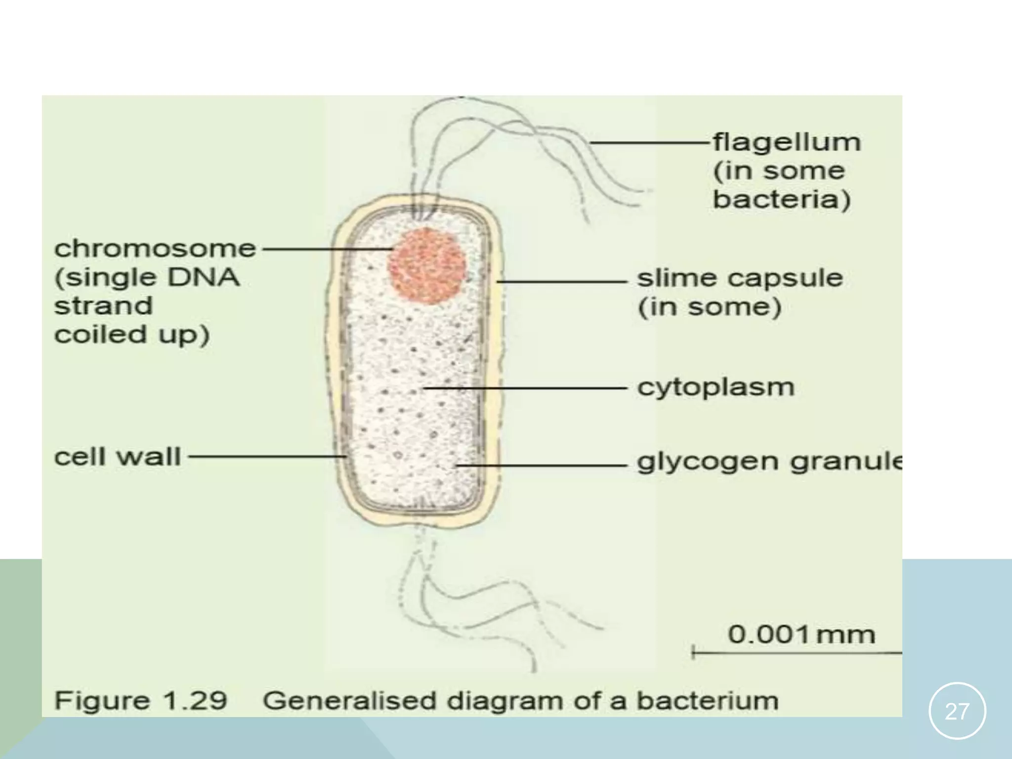 Characteristics and classification of living organisms igcse o level ...