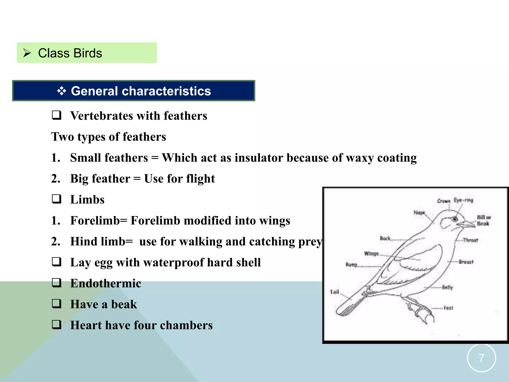 Characteristics and classification of living organisms igcse o level ...