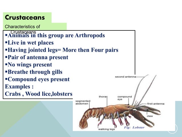 Characteristics and classification of living organisms igcse o level ...