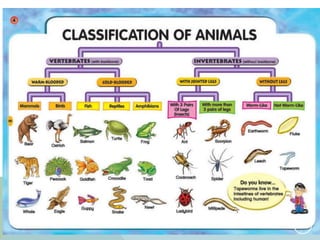 Classification Of Living Organisms For Kids