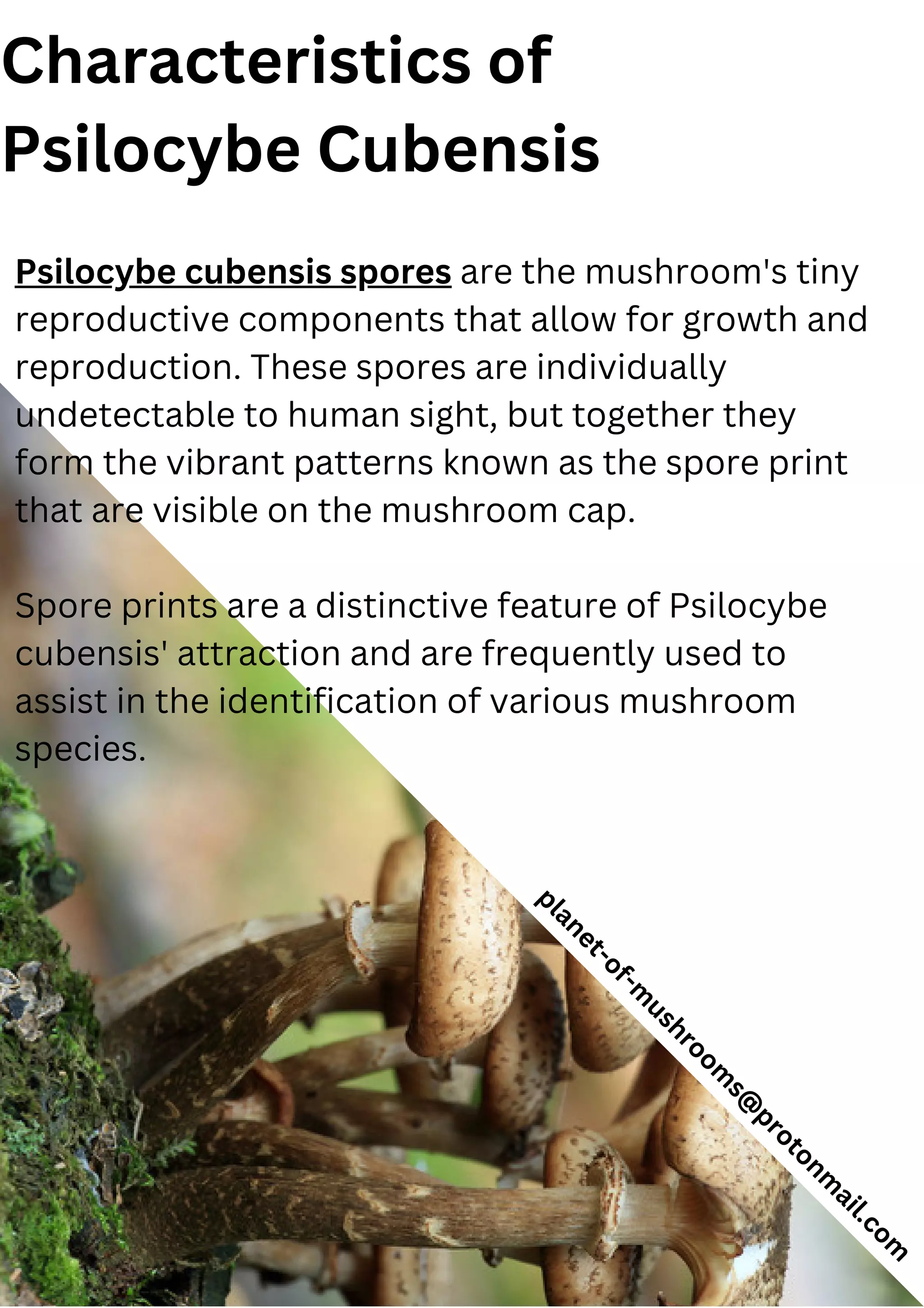 Characteristics and Functions of Psilocybe Cubensis Spores.pdf