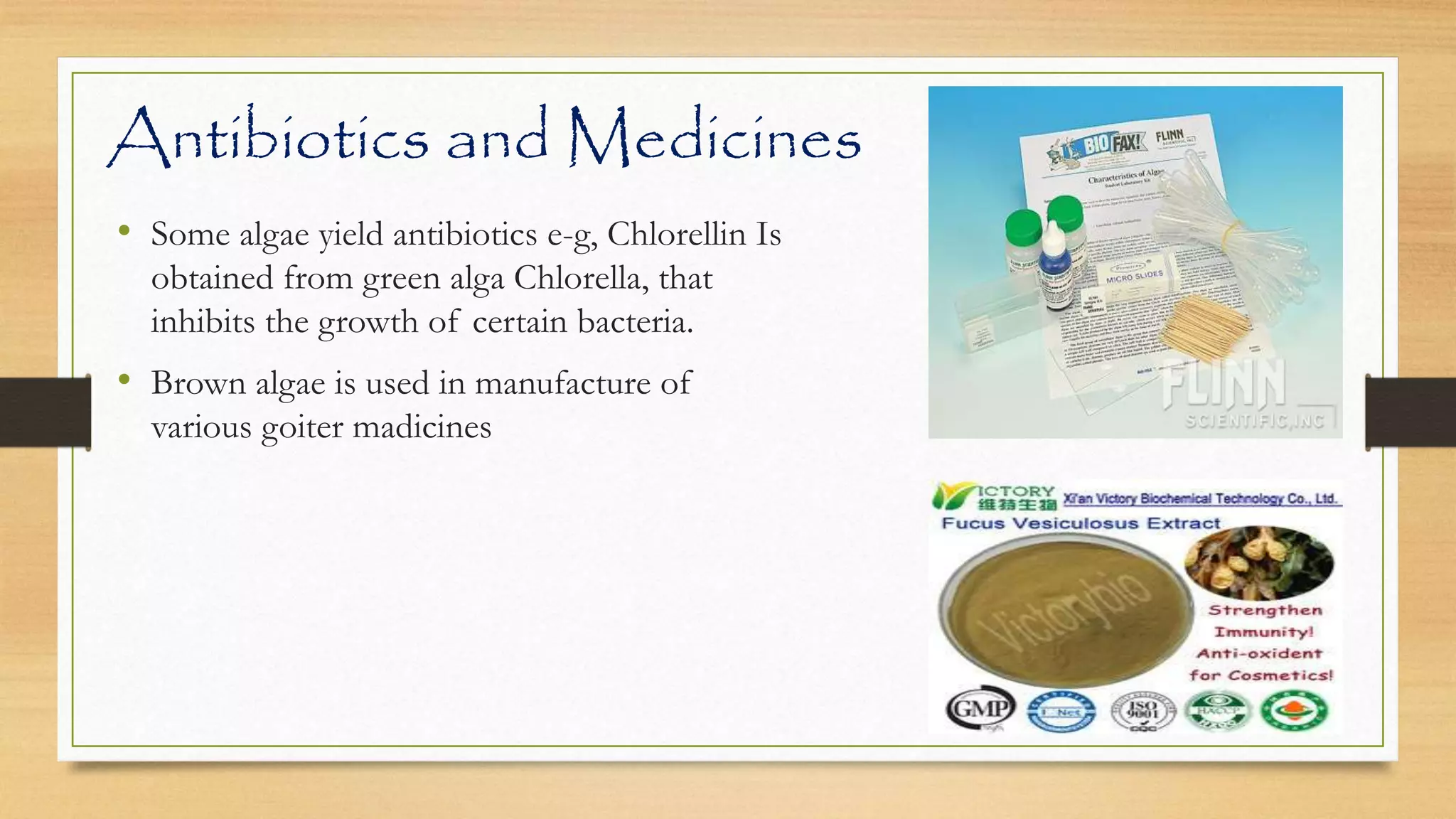 Characteristics of algae | PPTX